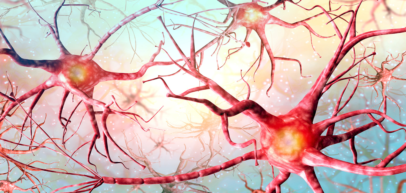 Activity of Middle Brain | Happiest Health