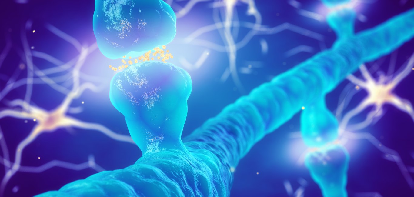 Cells nibble nerve junctions to improve memory | Happiest Health